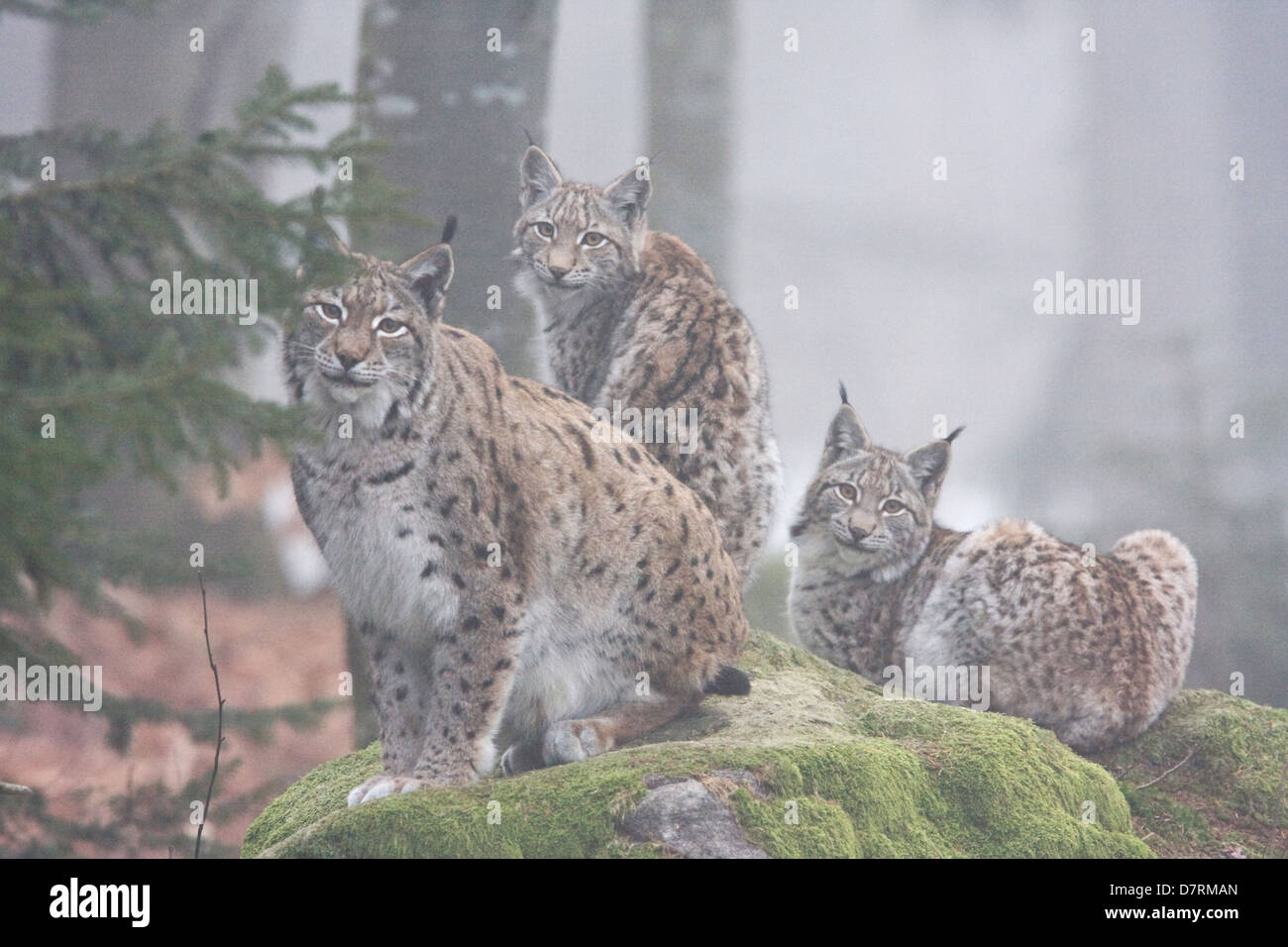 Three lynxes hi-res stock photography and images - Alamy