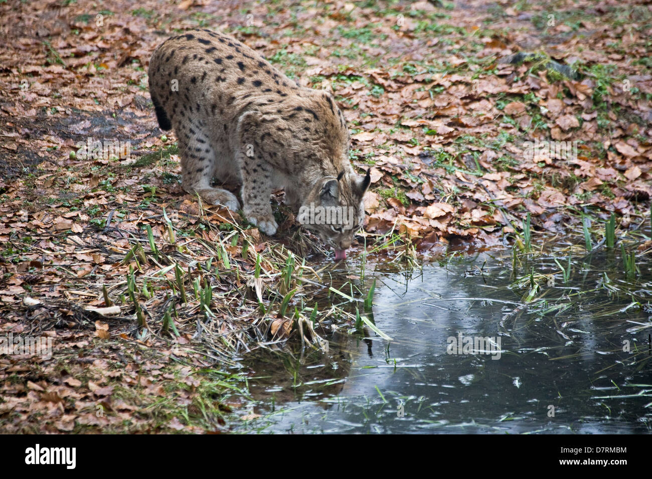 Eurasian lynx lynx drink hi-res stock photography and images - Alamy