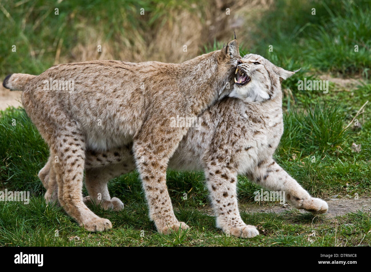 Eurasian lynx lynx lynx profile hi-res stock photography and images - Alamy