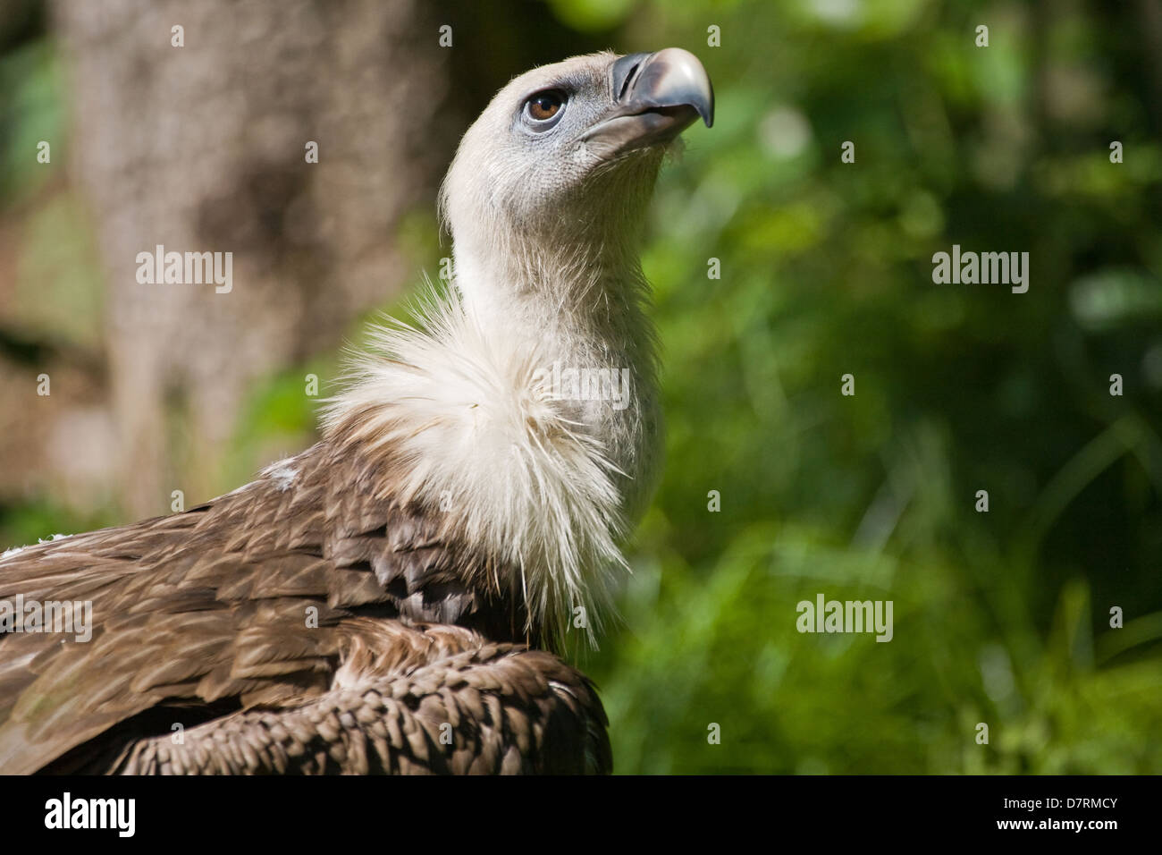 Griffons head hi-res stock photography and images - Alamy