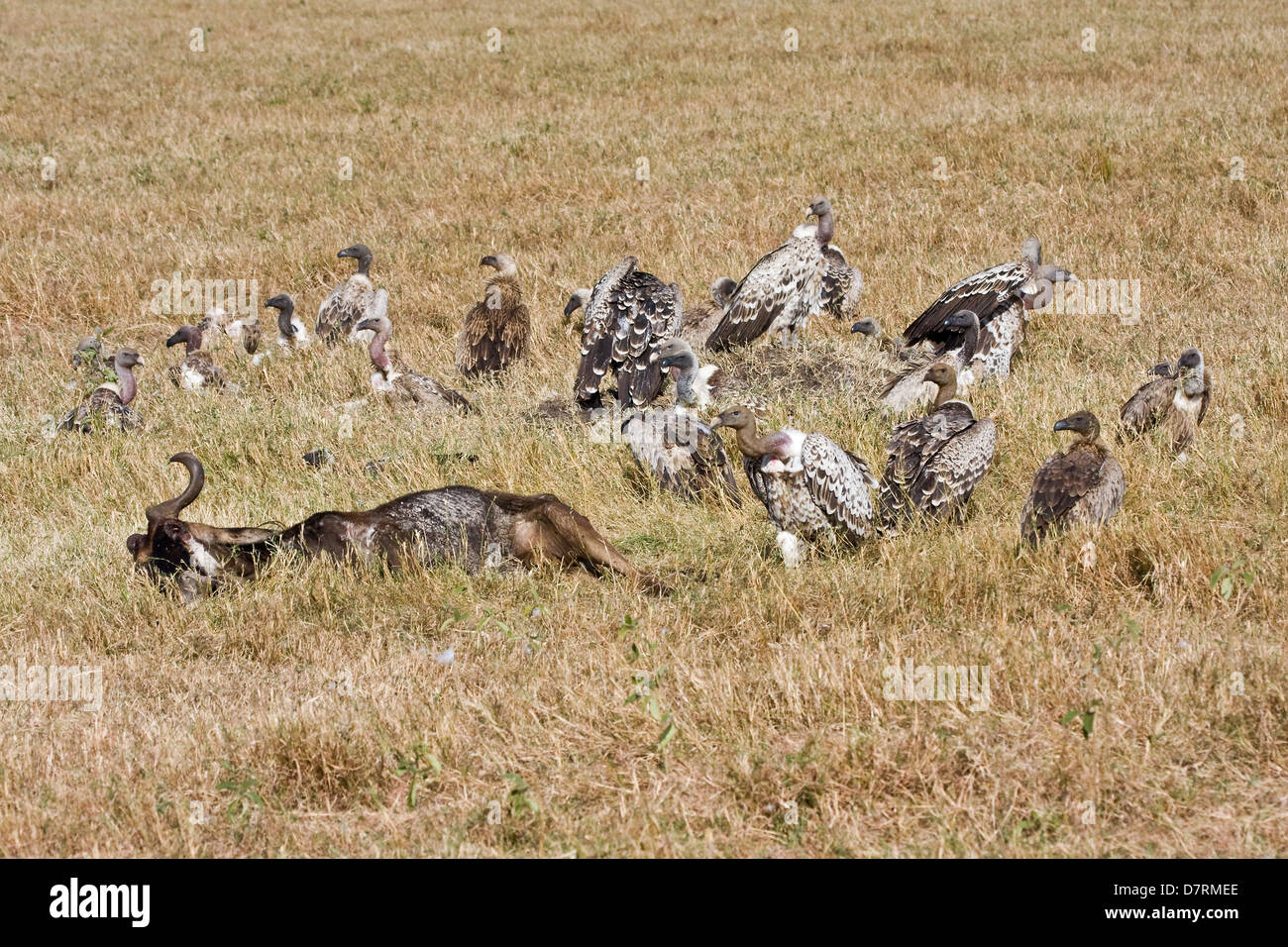 Group of dead wildebeest hi-res stock photography and images - Alamy