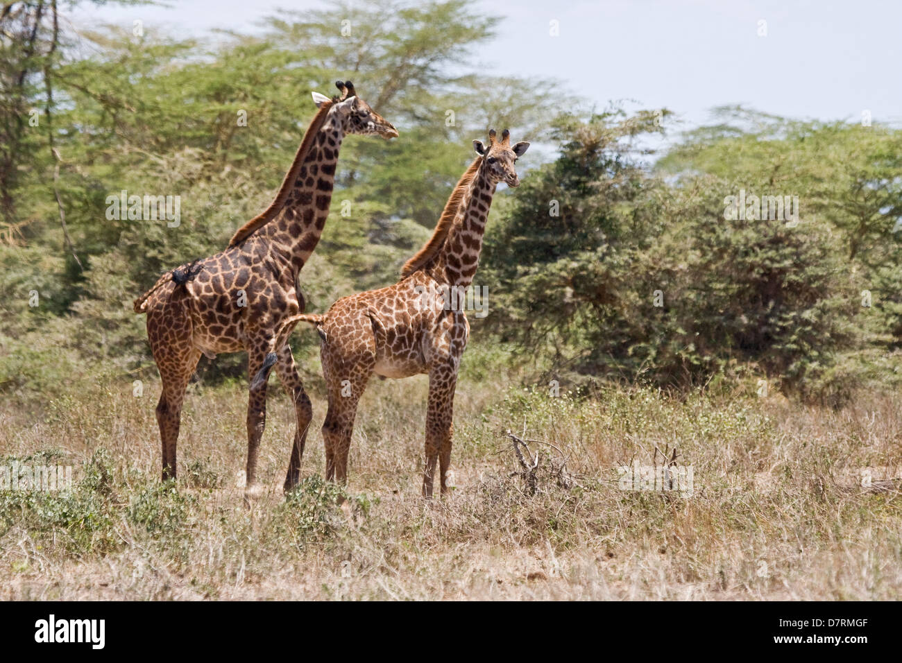2 reticulated giraffes hi-res stock photography and images - Alamy