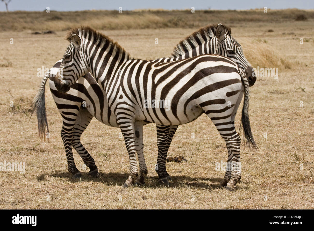 Adult zebras hi-res stock photography and images - Alamy