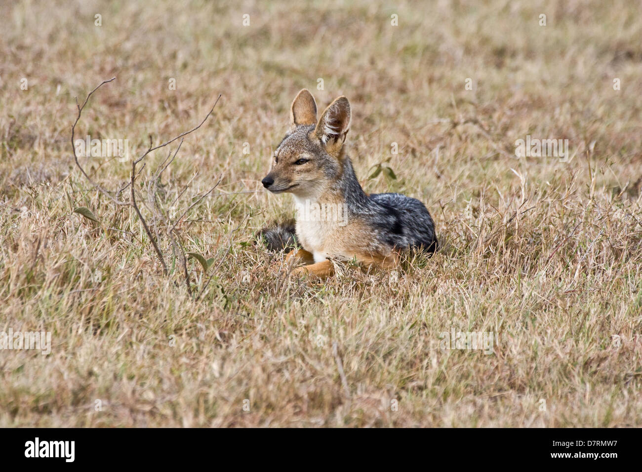 Black backed jackal canis mesomelas sleeping hi-res stock photography ...