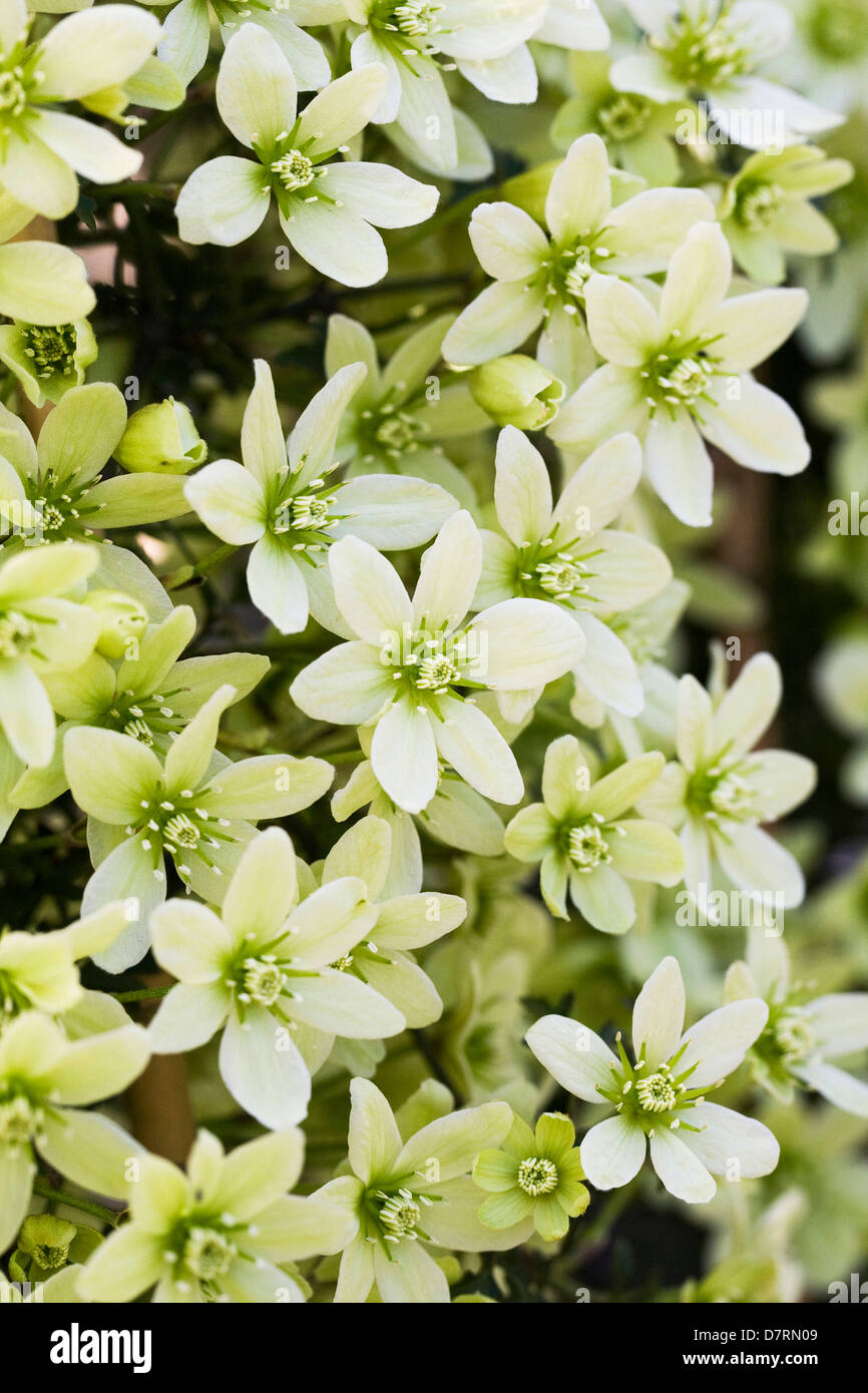 Clematis 'Pixie'. Evergreen spring flowering clematis Stock Photo - Alamy