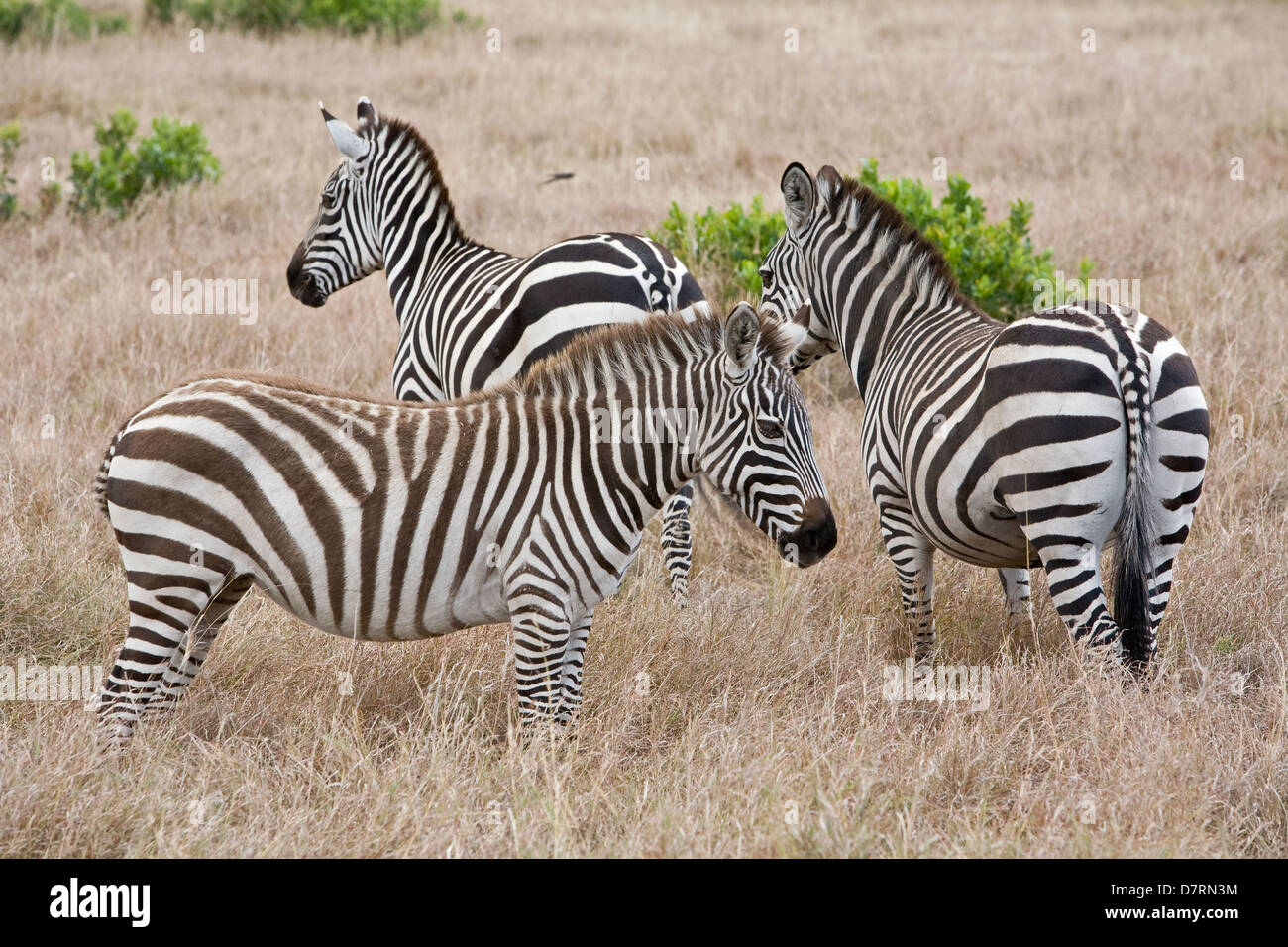 Adult zebras hi-res stock photography and images - Alamy