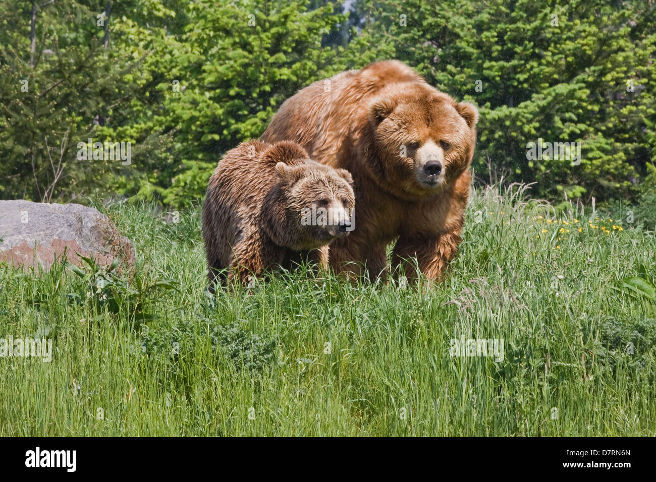Kodiak bears hi-res stock photography and images - Alamy