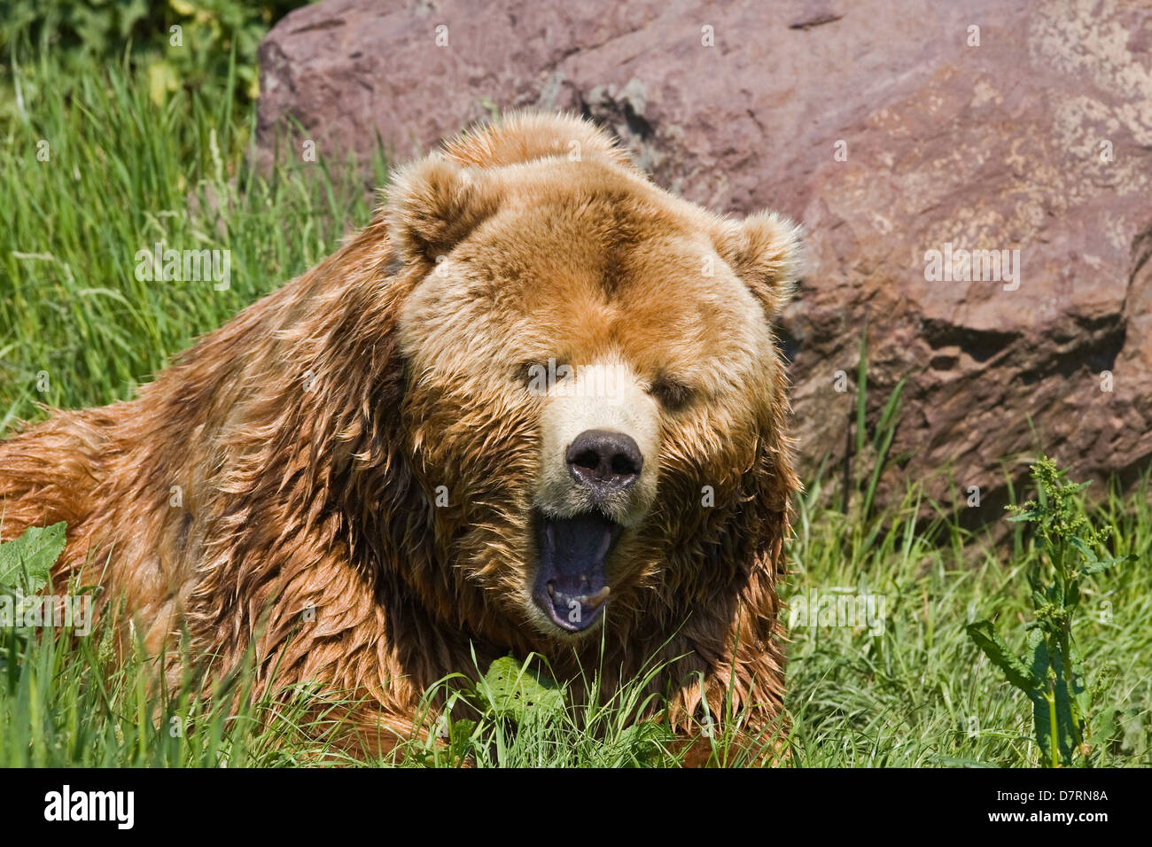 Tired brown bear hi-res stock photography and images - Alamy
