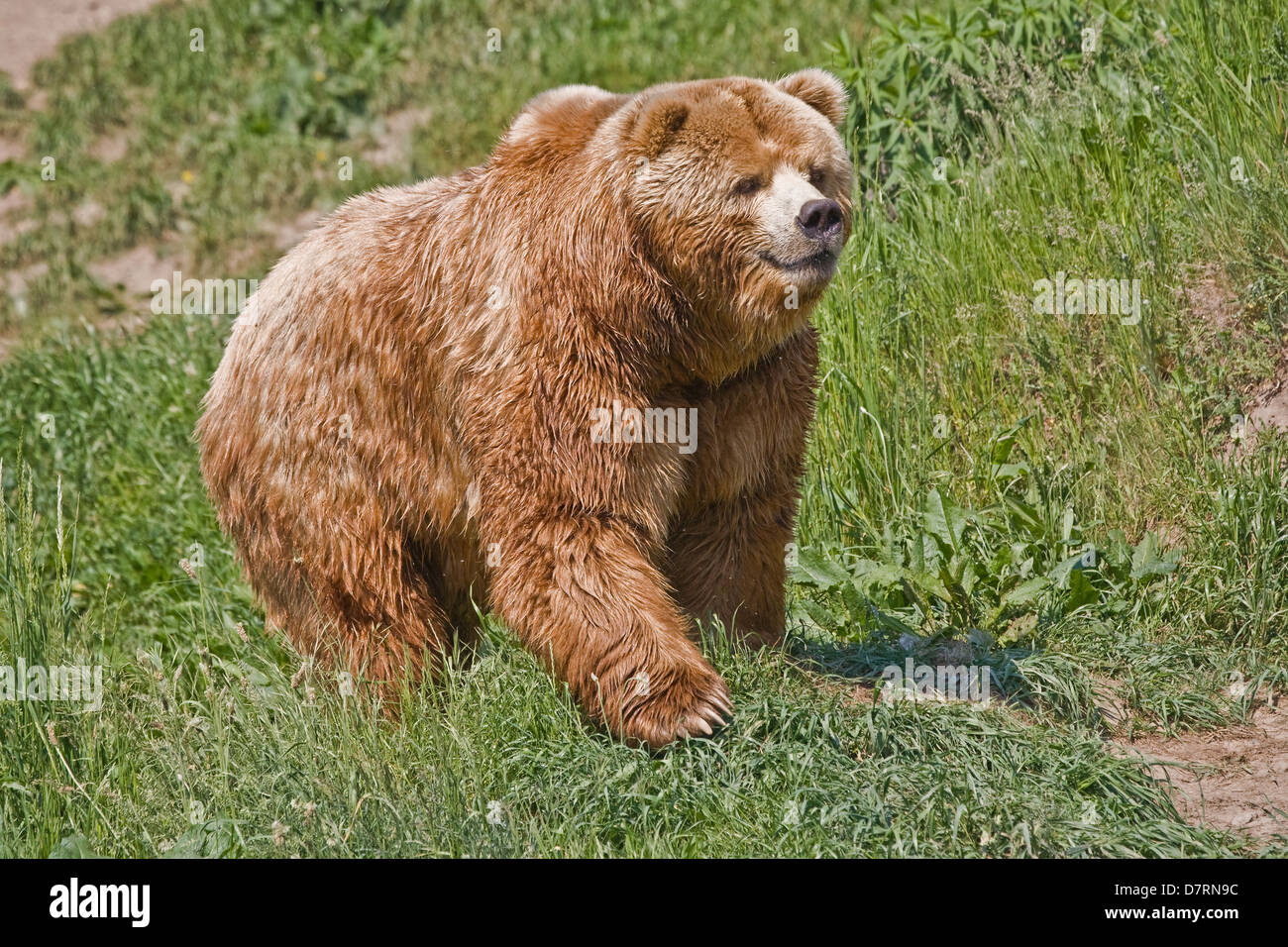 Captive kodiak bear at hi-res stock photography and images - Alamy