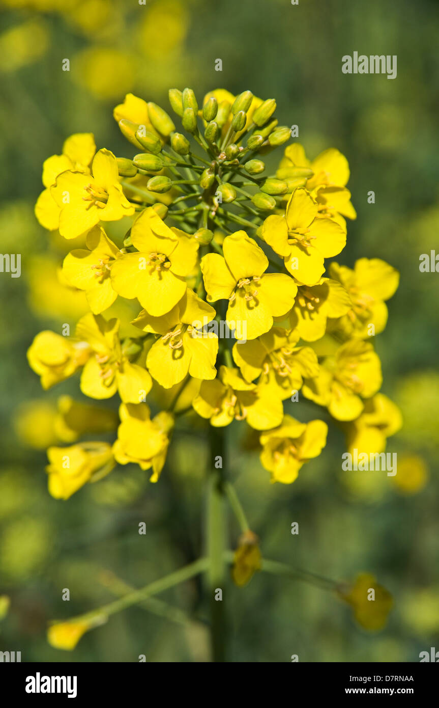 Yellow flower oilseed rape plant (Brassica Napus Stock Photo - Alamy