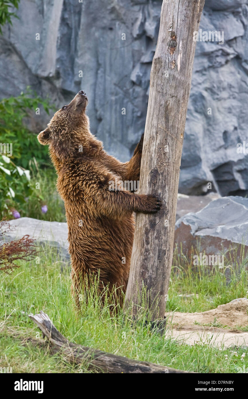 Bears begging hi-res stock photography and images - Alamy