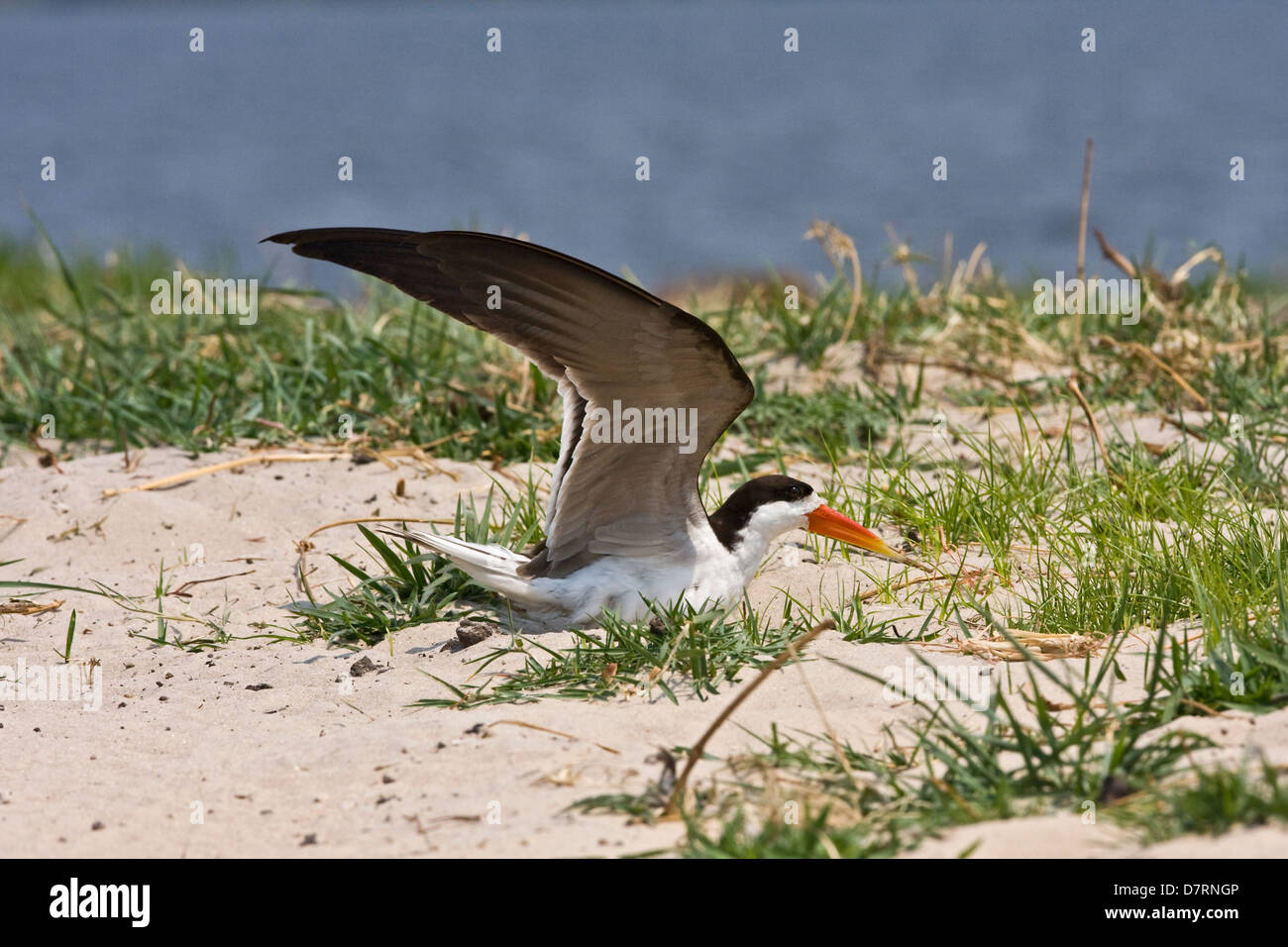 Skimmer bank hi-res stock photography and images - Alamy