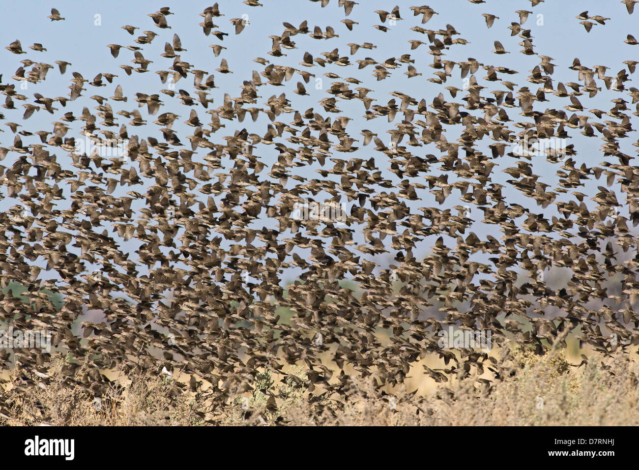 Quelea birds hi-res stock photography and images - Alamy