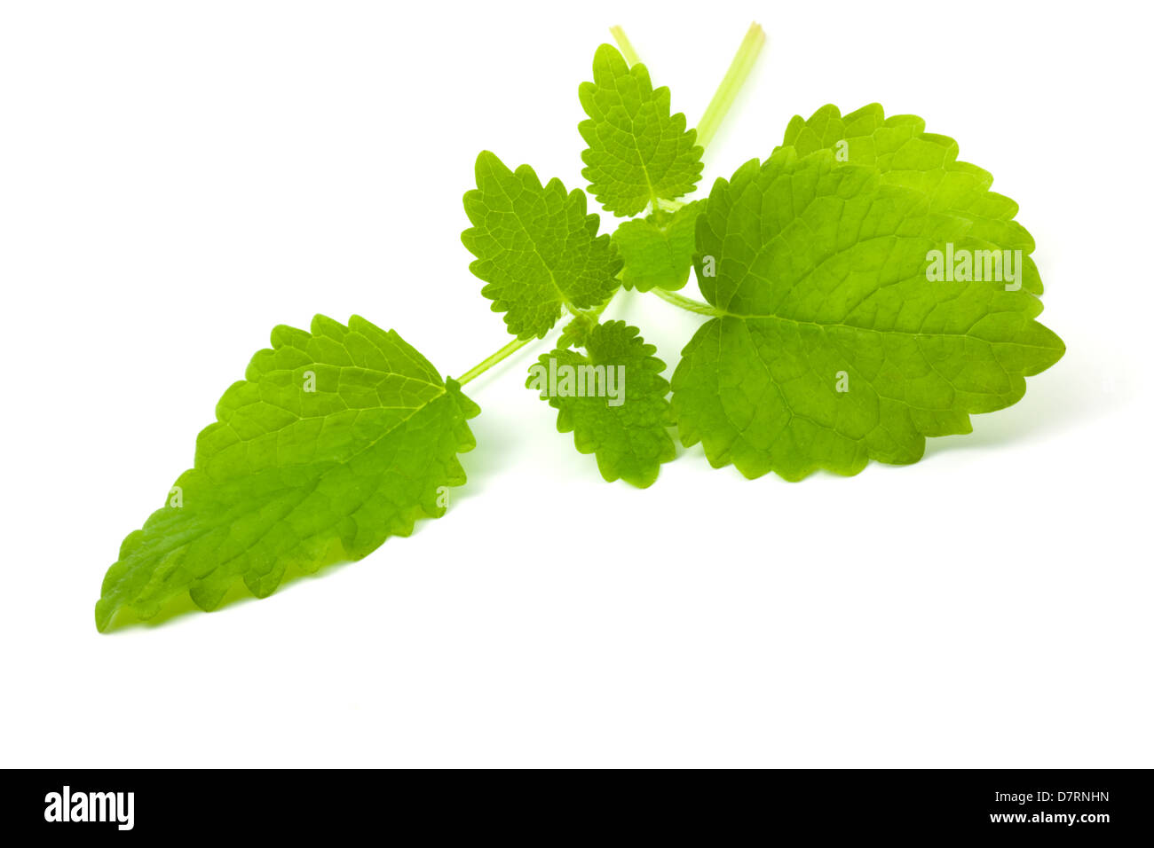 Lemon balm on white background Stock Photo - Alamy