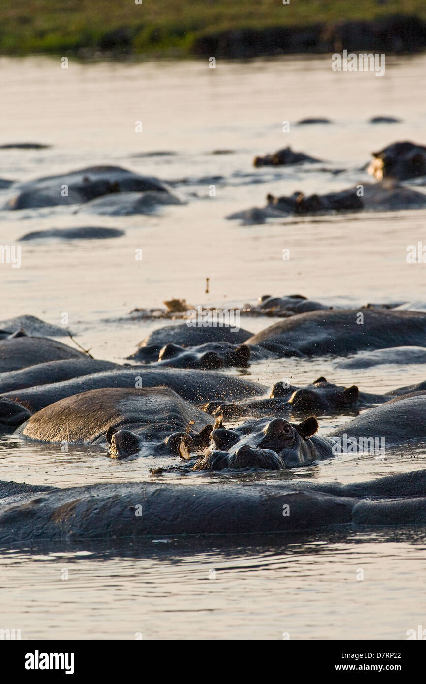 Hippopotamus size hi-res stock photography and images - Alamy
