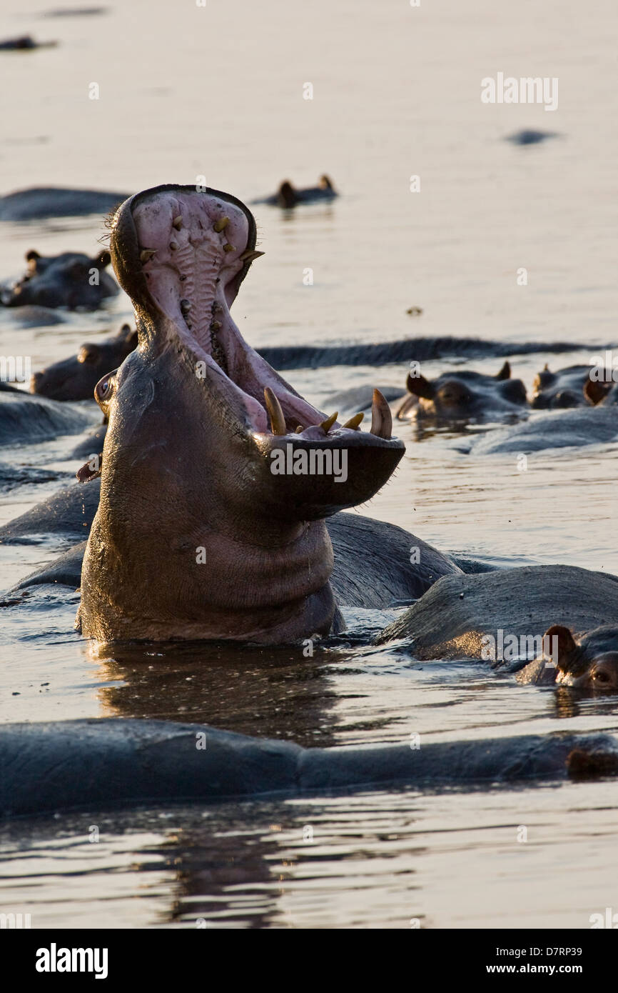 Hippo swimming and yawning hi-res stock photography and images - Alamy