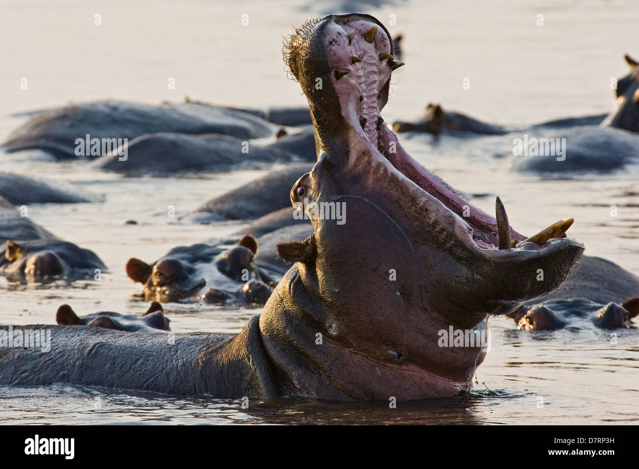 Hippopotamus hippopotamus amphibius adult yawning hi-res stock ...
