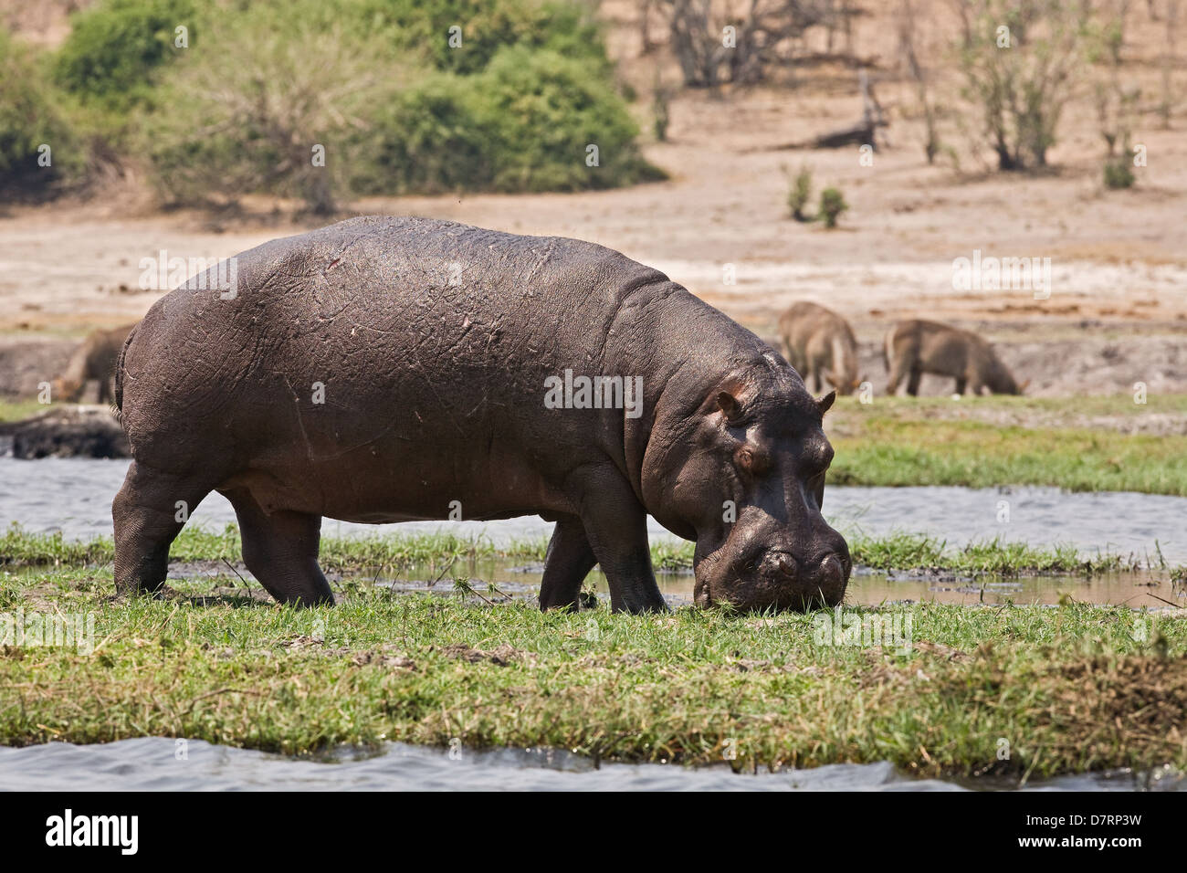 Eating hippos hi-res stock photography and images - Alamy