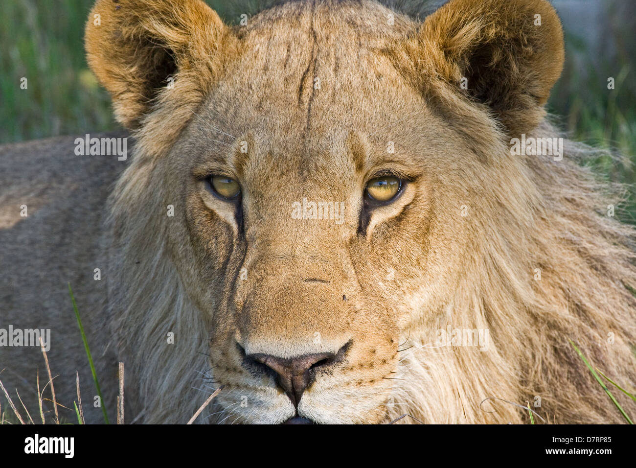 Close up of a male lions eye hi-res stock photography and images - Alamy