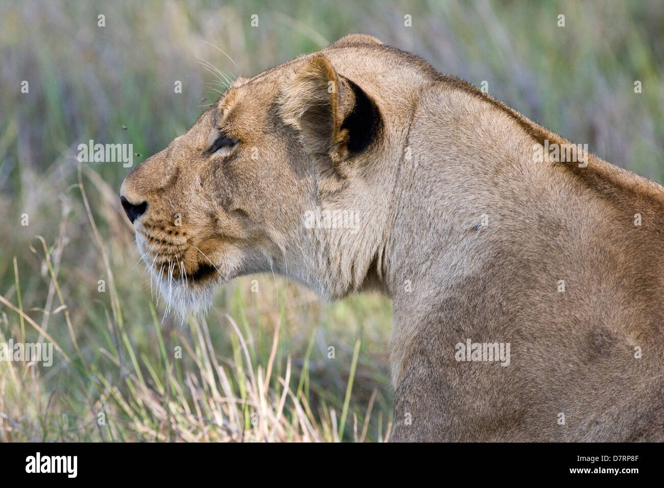 Lioness side profile wild hi-res stock photography and images - Alamy