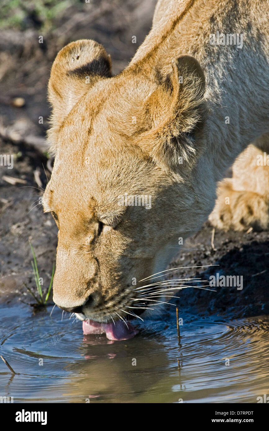 Wet lioness hi-res stock photography and images - Alamy