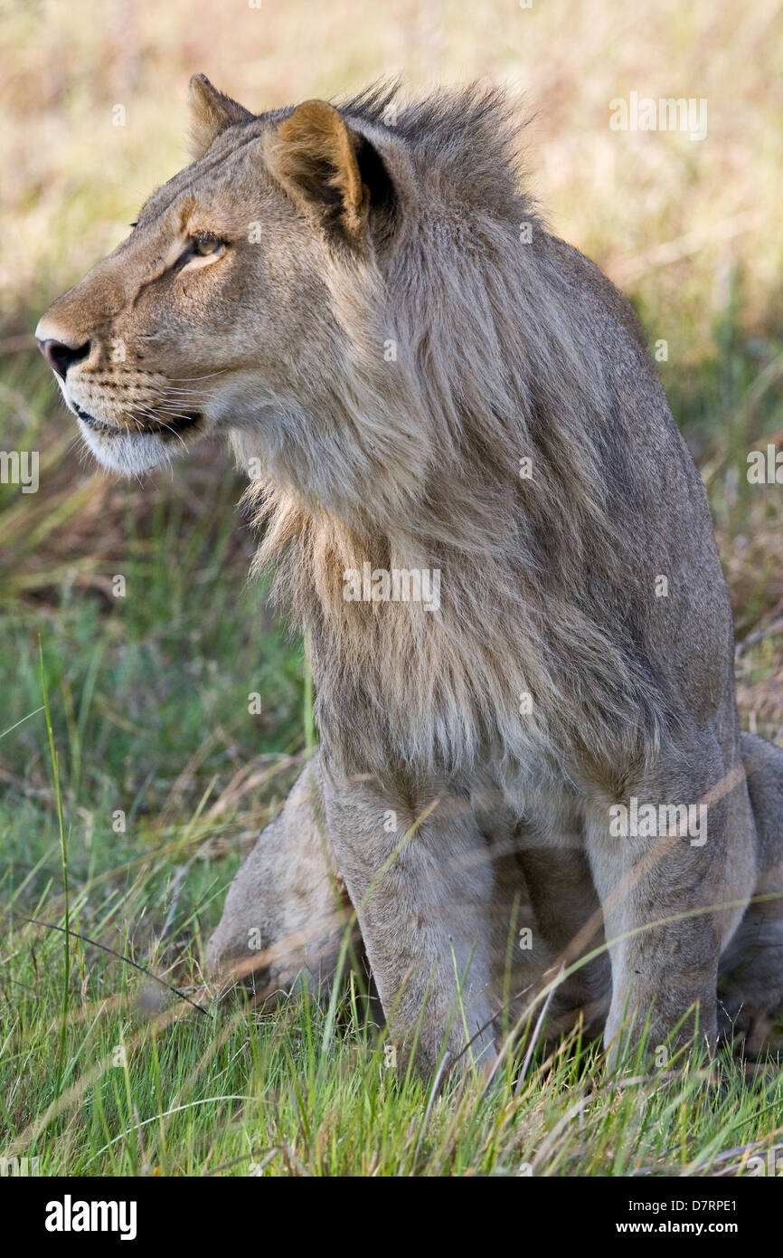 Sitting lion hi-res stock photography and images - Alamy