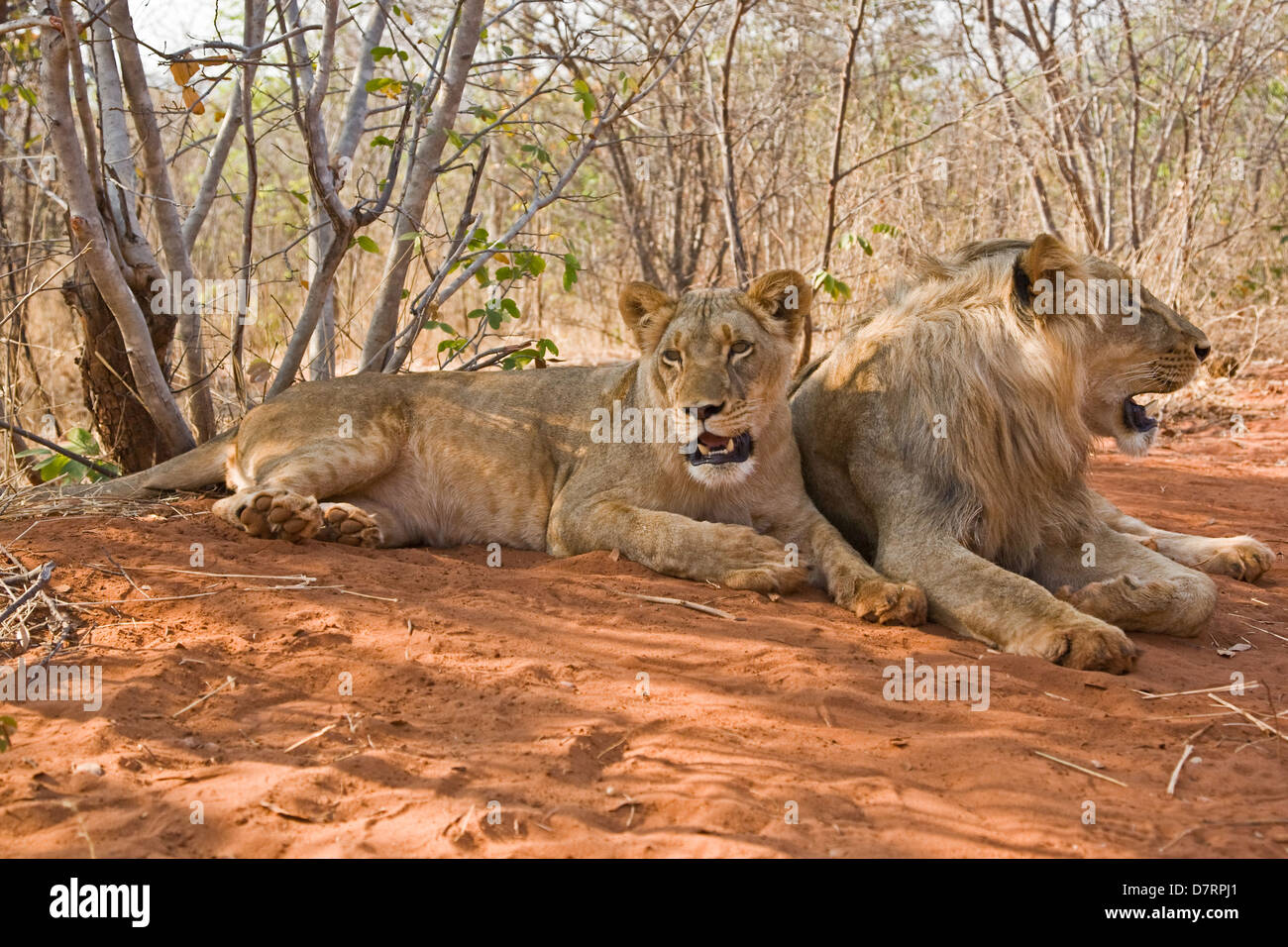 Panting male lion hi-res stock photography and images - Alamy