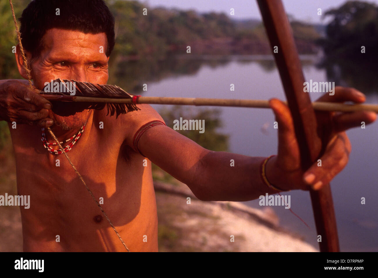 Arara Indigenous People, Amazon rain forest, Brazil. Hunter using cow ...