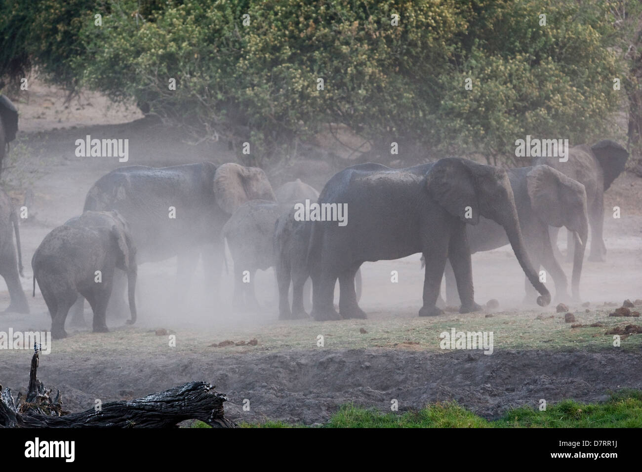 Adult young animal animals elephant elephants horizontal hi-res stock ...