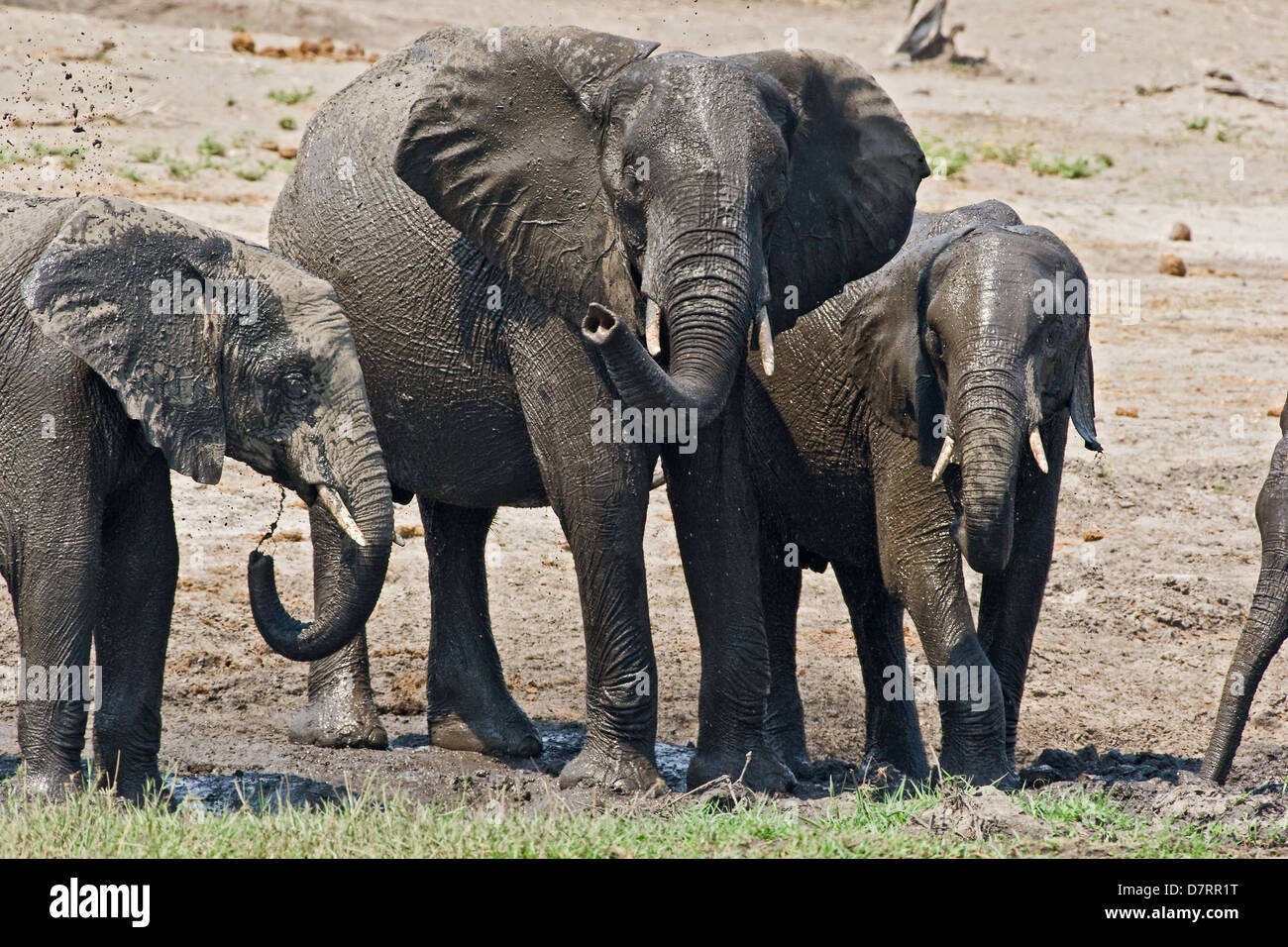 Elephants beach hi-res stock photography and images - Alamy