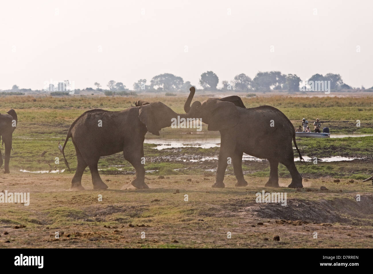 Humans and elephants hi-res stock photography and images - Alamy