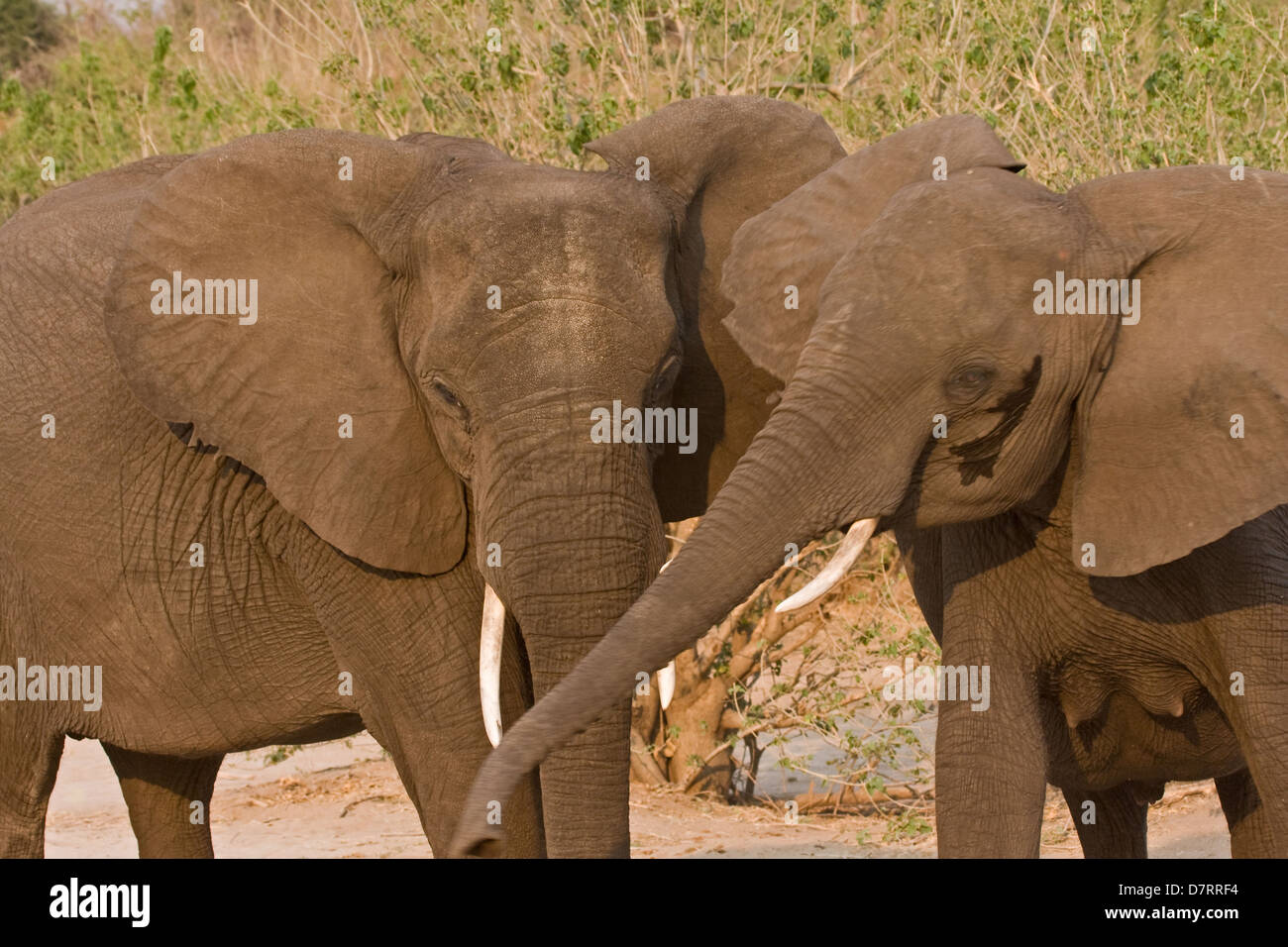 Trunked animal hi-res stock photography and images - Alamy