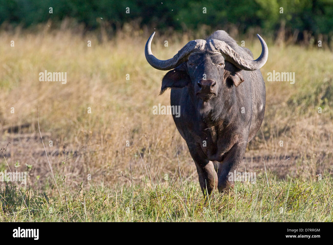 Bufallo hi-res stock photography and images - Alamy