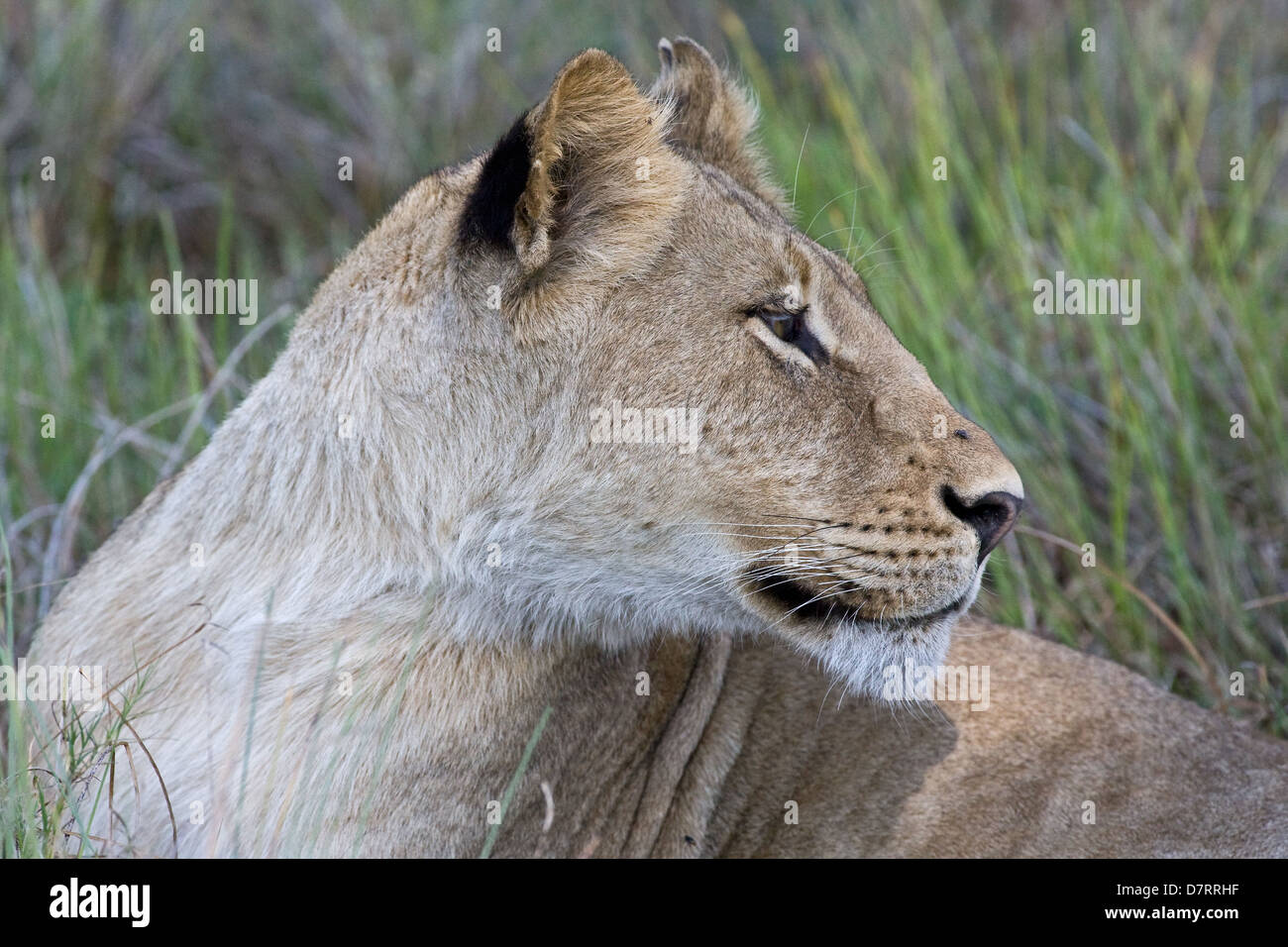 Lion and lioness heads hi-res stock photography and images - Alamy