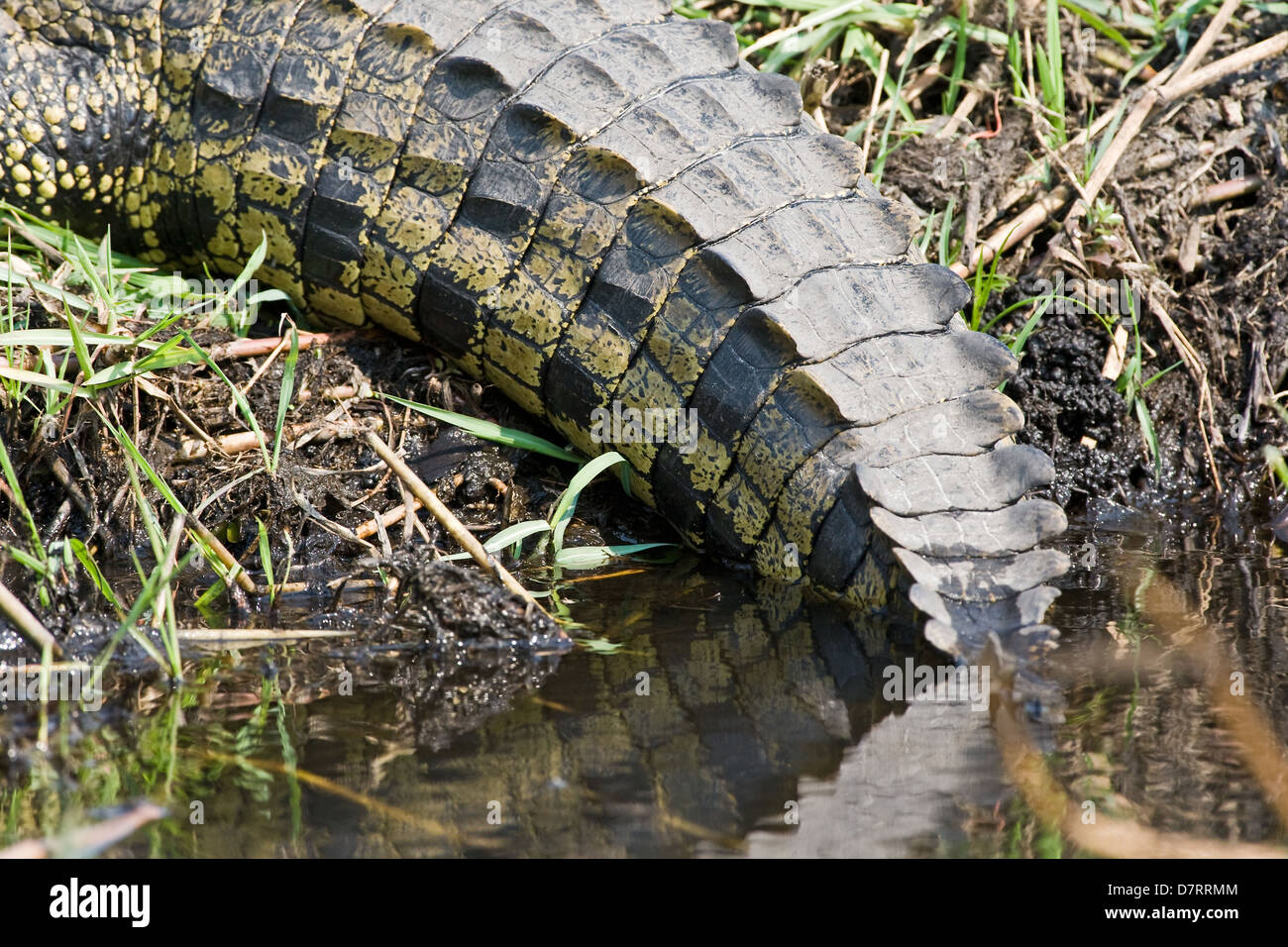 Nile crocodile tail hi-res stock photography and images - Alamy