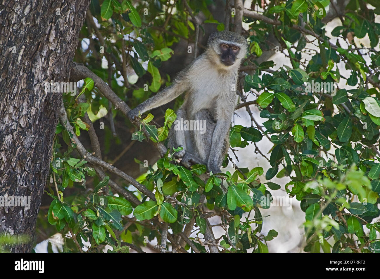 Green vervet monkeys hi-res stock photography and images - Alamy