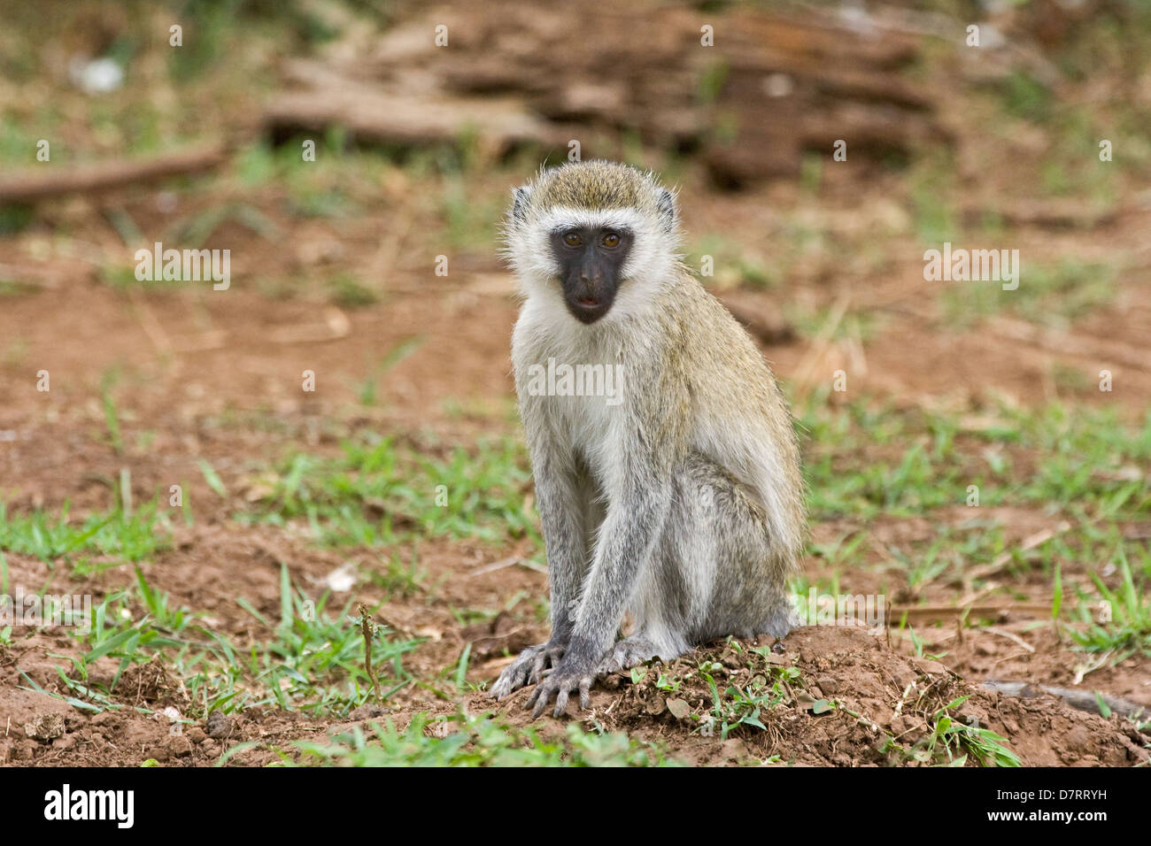 Adult vervet hi-res stock photography and images - Alamy