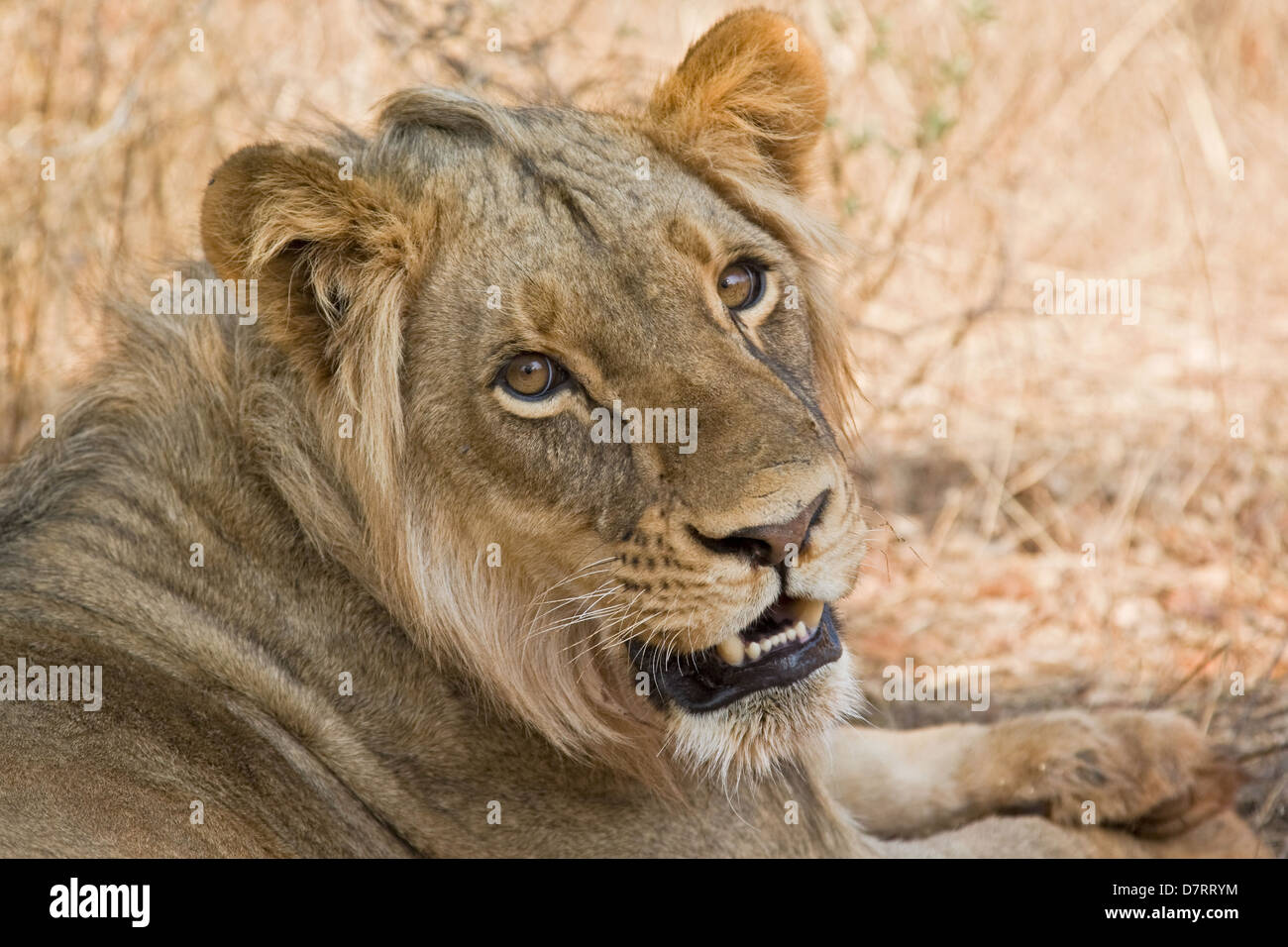 Lions head shadow hi-res stock photography and images - Alamy
