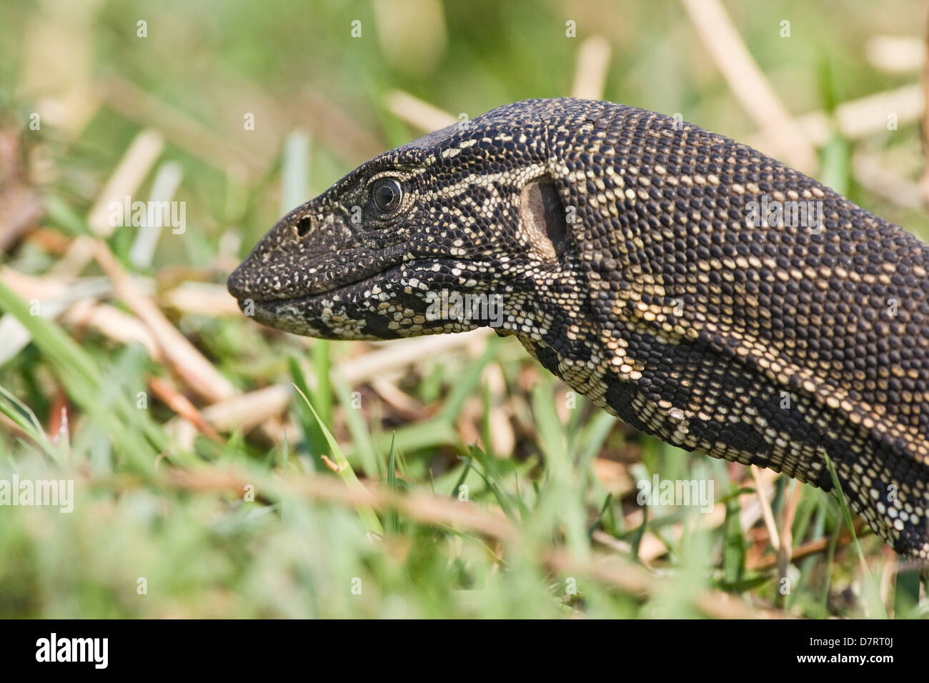 The lizard of the nile river hi-res stock photography and images - Alamy