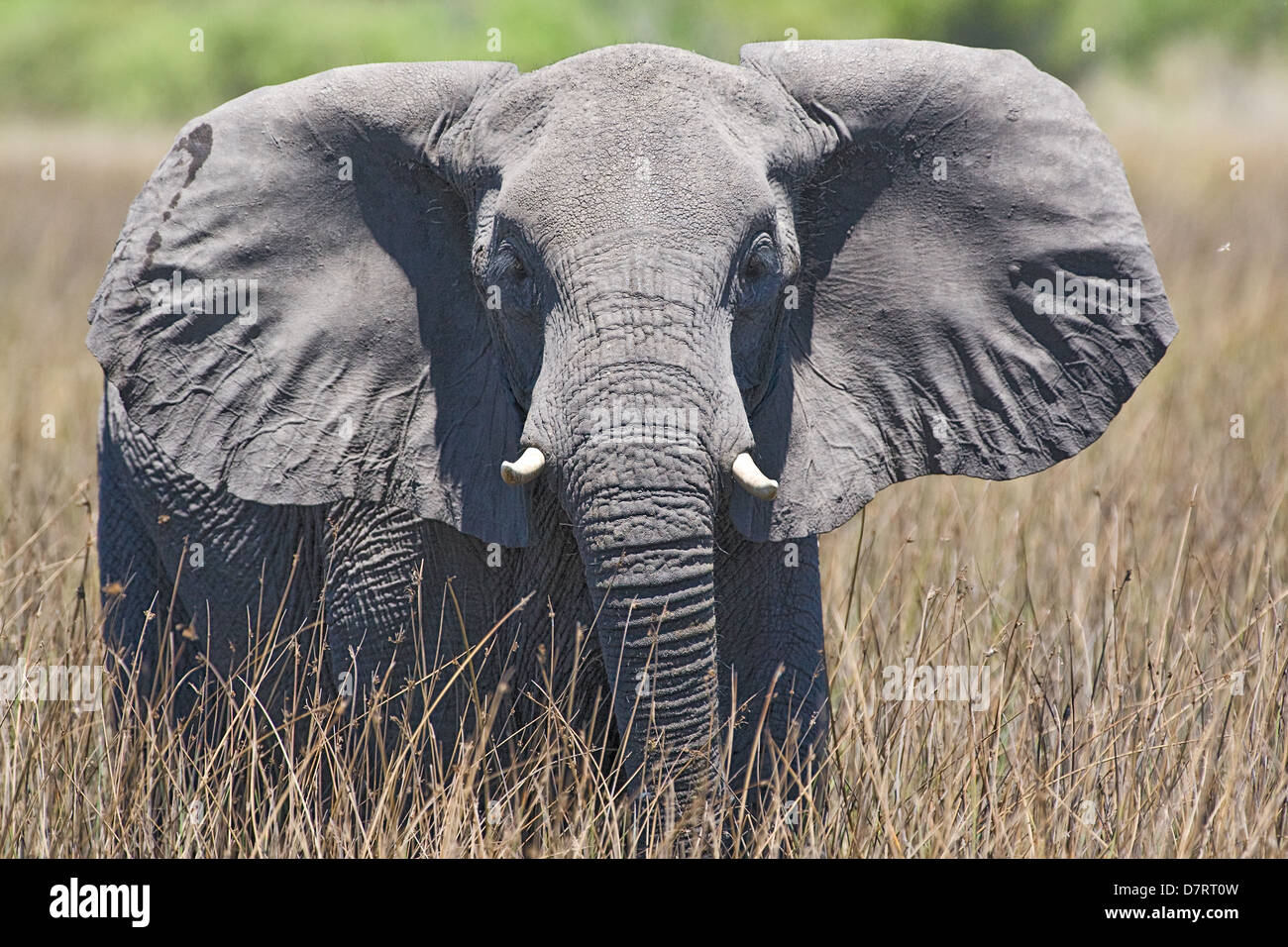 Trunked animal hi-res stock photography and images - Alamy