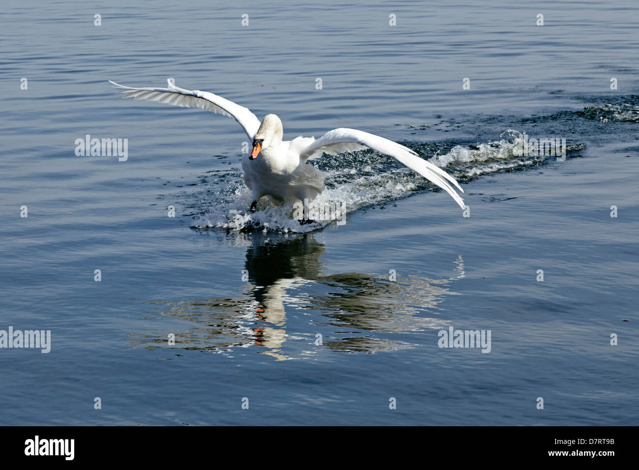 swan landing in the sea, Boltenhagen, Baltic Sea Coast, Mecklenburg ...