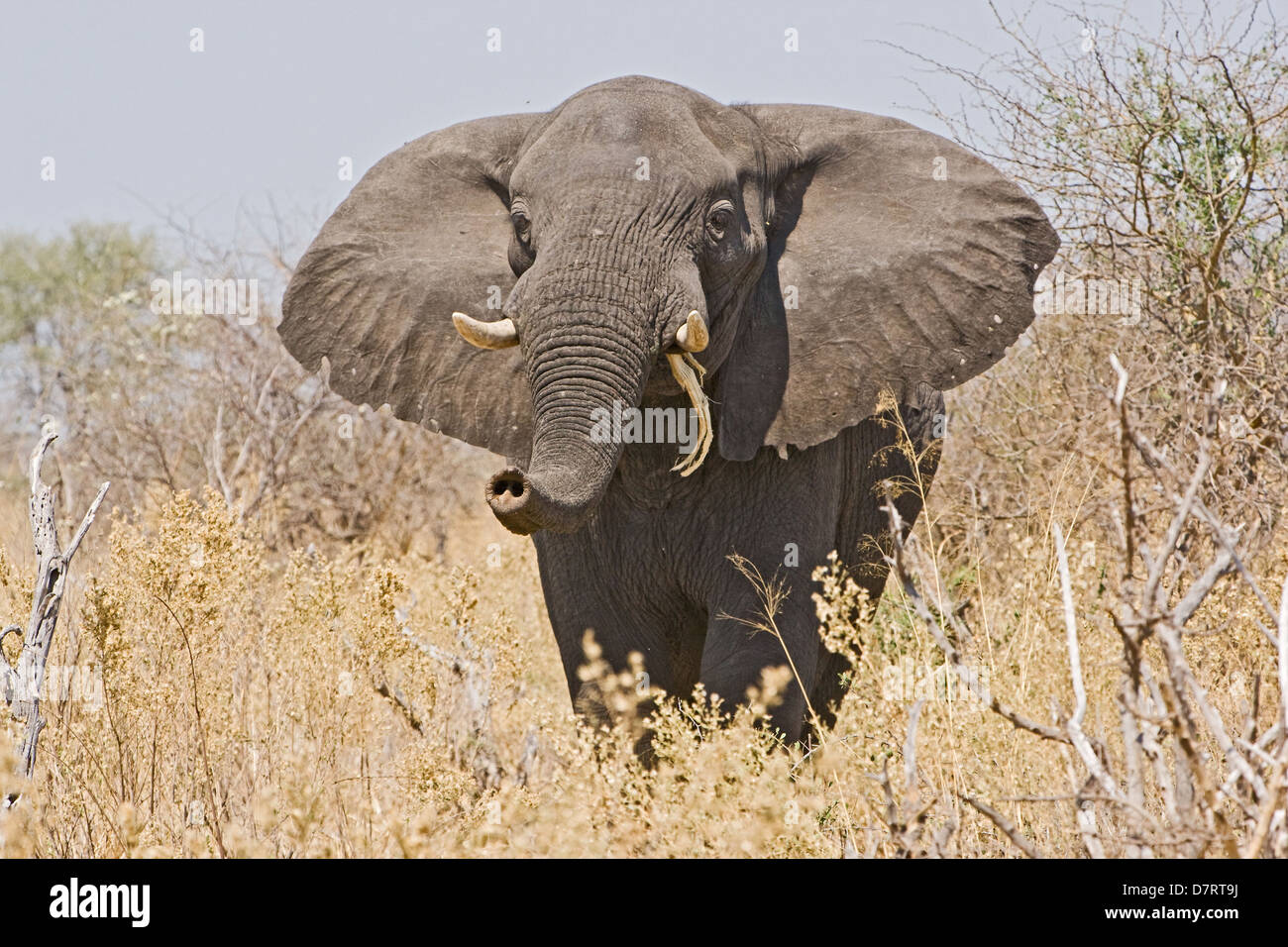 Trunked animal hi-res stock photography and images - Alamy