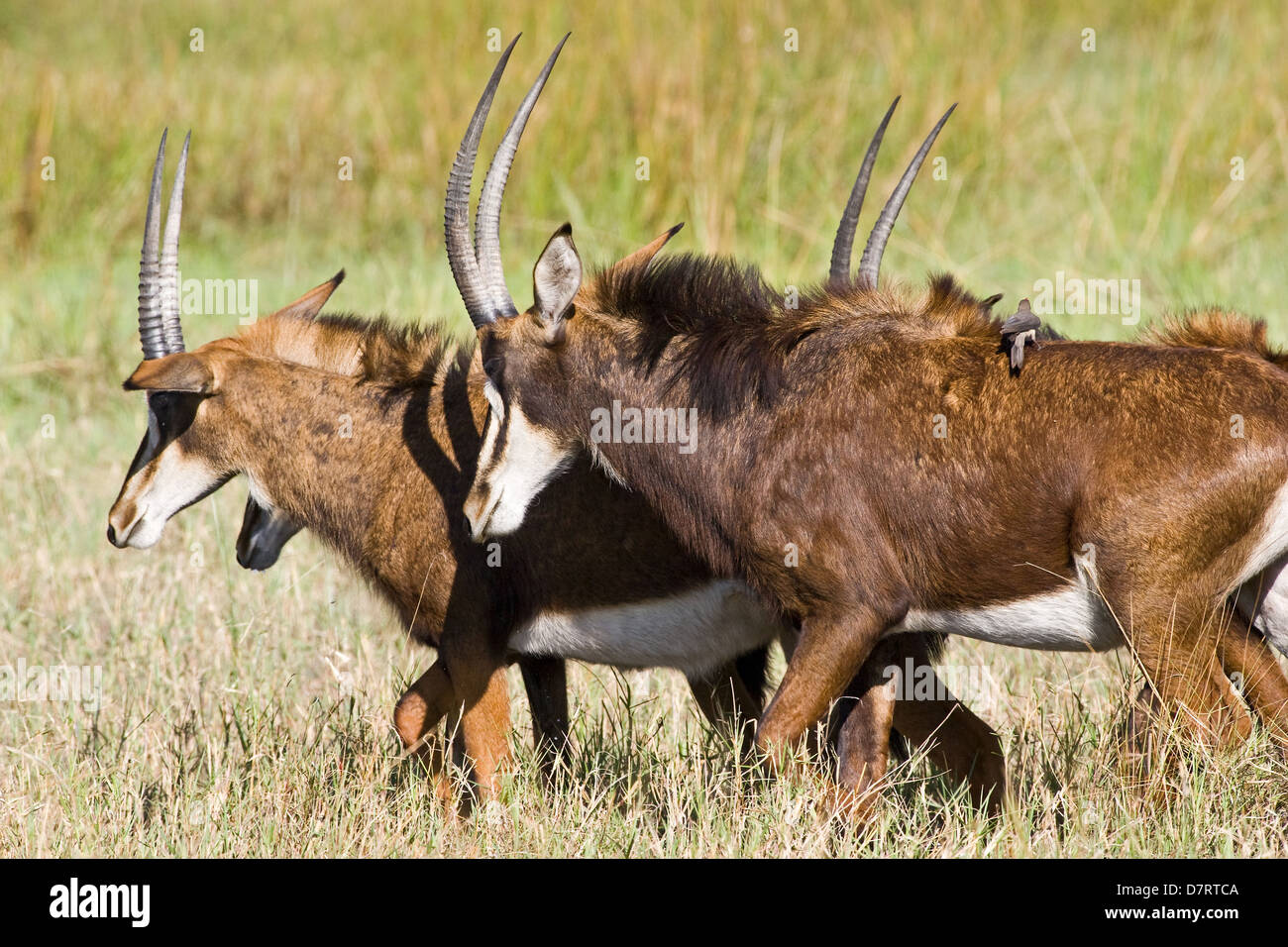 3 antelopes hi-res stock photography and images - Alamy