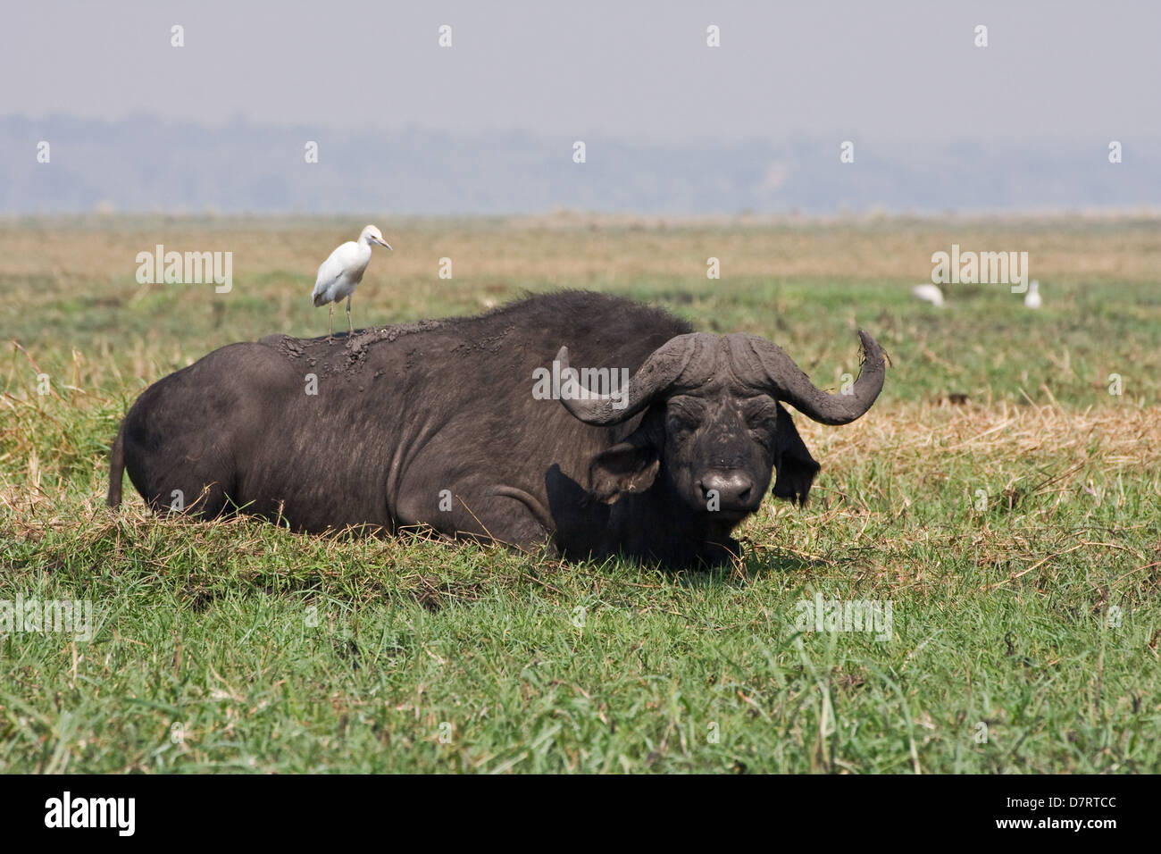 buffalo and bird Stock Photo - Alamy