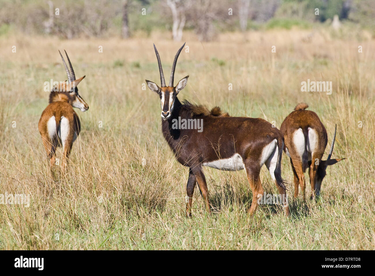 3 Antelopes High Resolution Stock Photography and Images - Alamy
