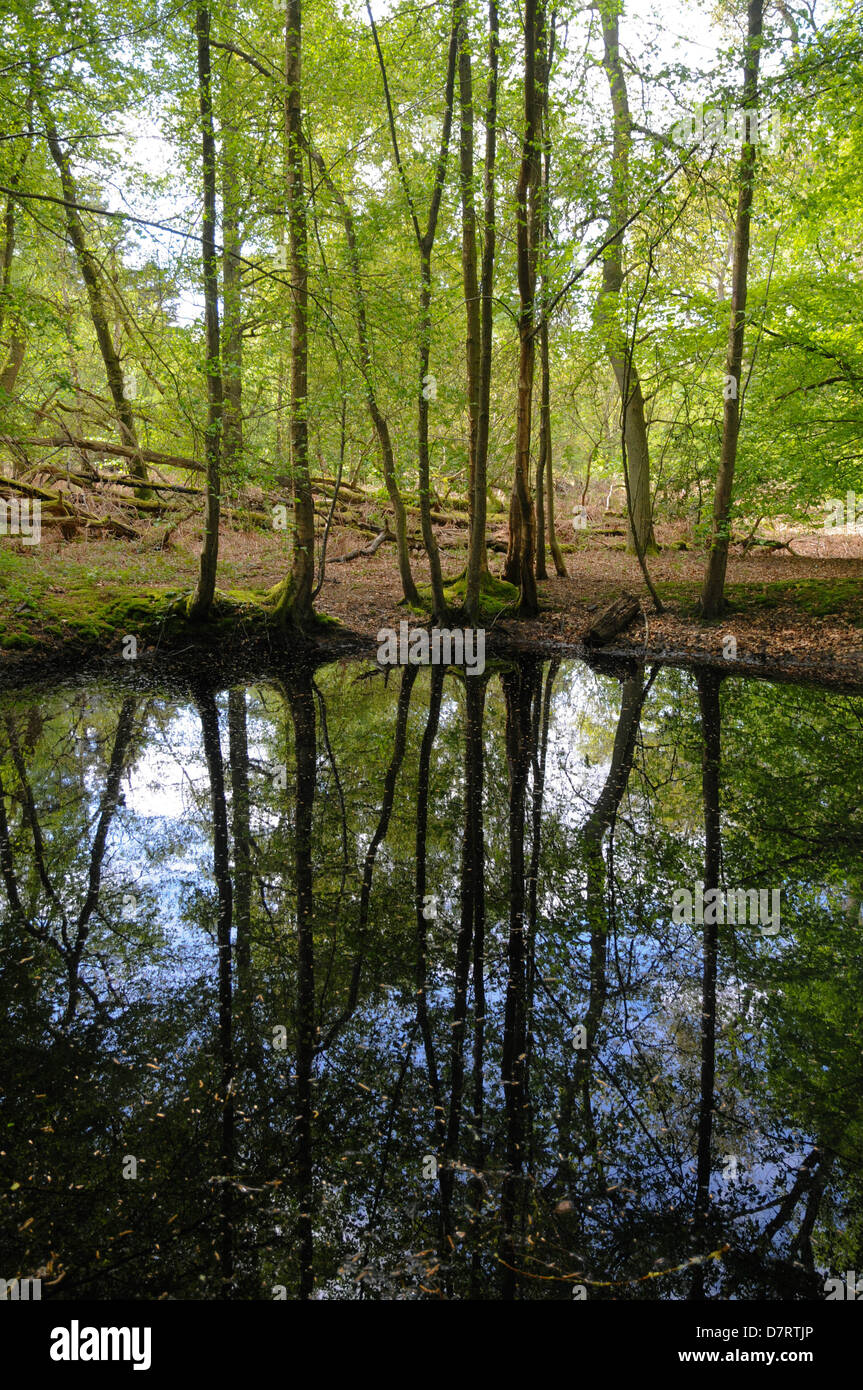 A natural pond in woodland at Abinger Roughs in Surrey, UK Stock Photo ...