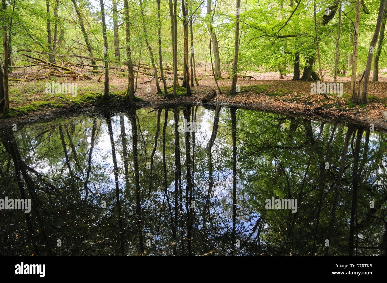 A natural pond in woodland at Abinger Roughs in Surrey, UK Stock Photo ...