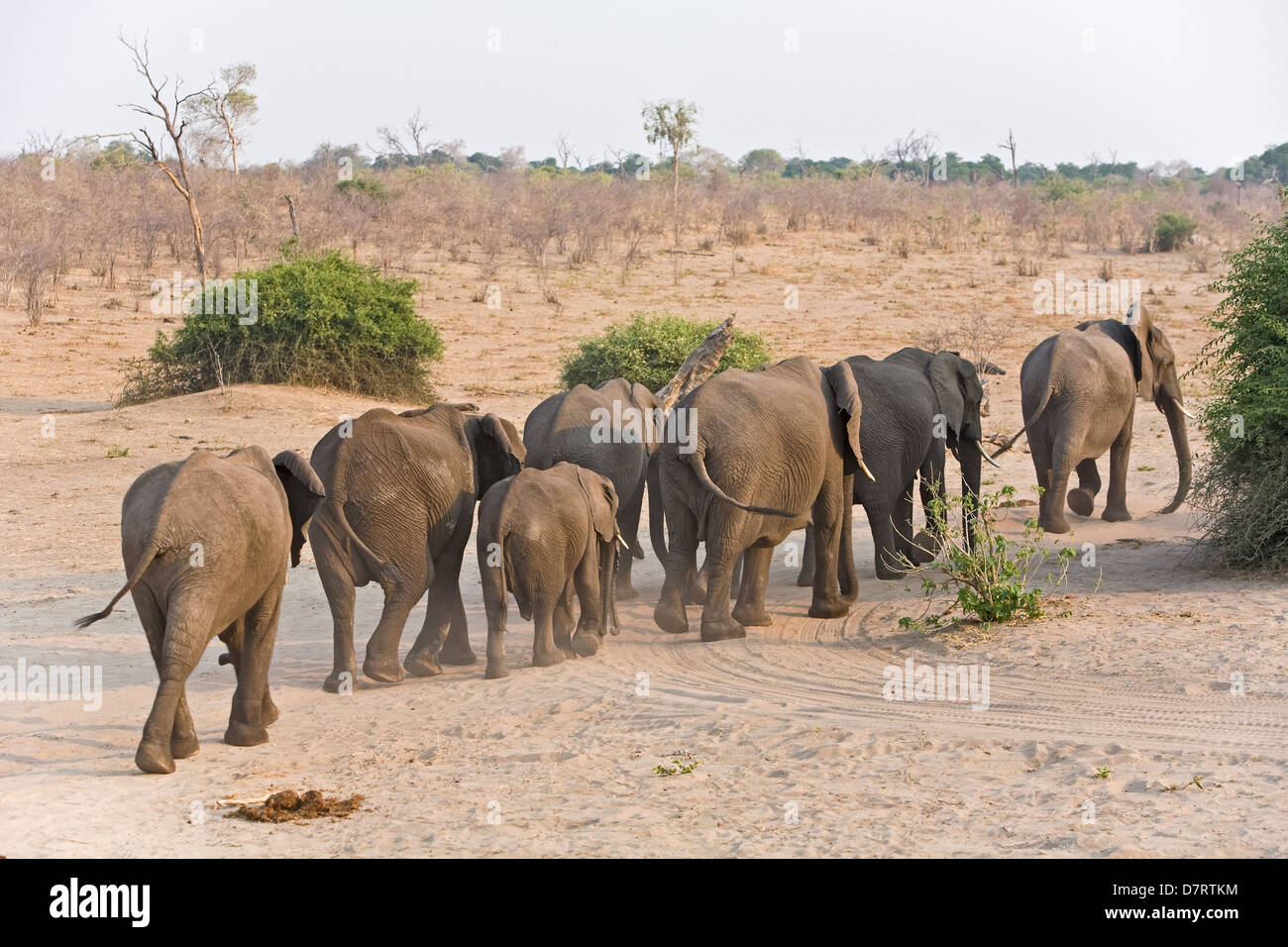 Elephants backside hi-res stock photography and images - Alamy