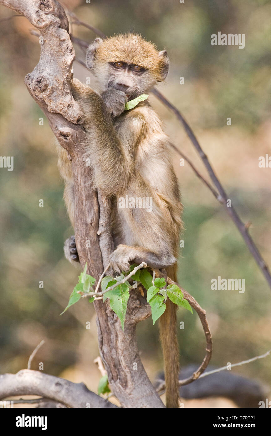 Baboons monkey monkeys hi-res stock photography and images - Alamy