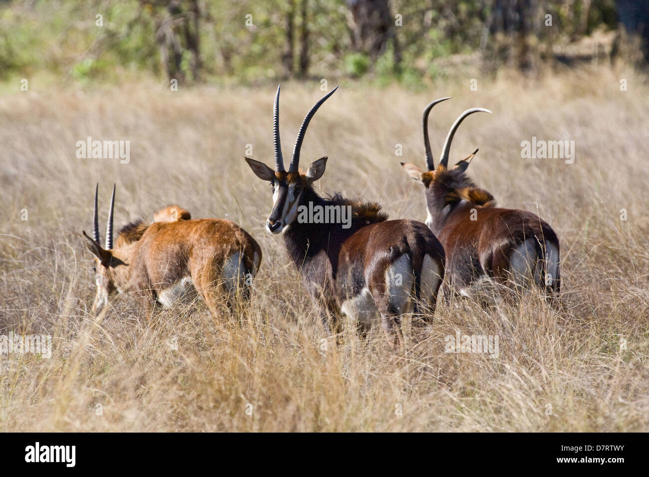 Sable antelope hi-res stock photography and images - Alamy